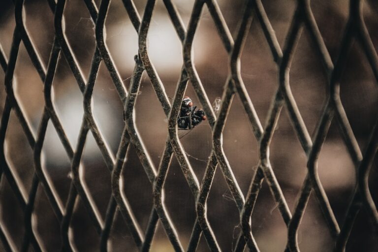 Miten kondylooma oireilee? - telelab.fi